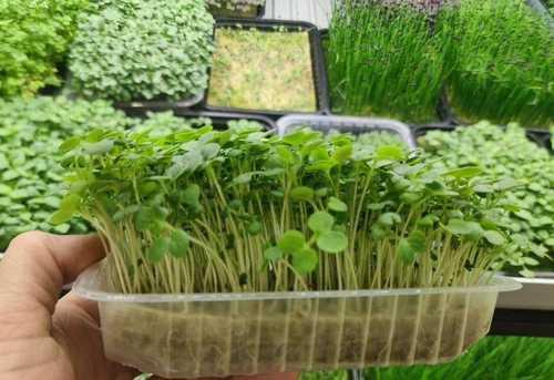 Фитолампа для выращивания микрозелени