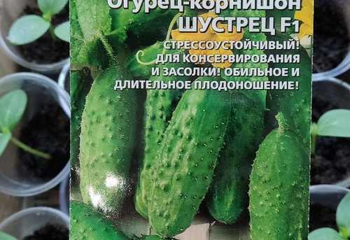 Рассада огурцов корнишонов