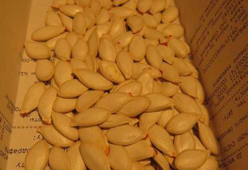 Семена кабачков и тыкв