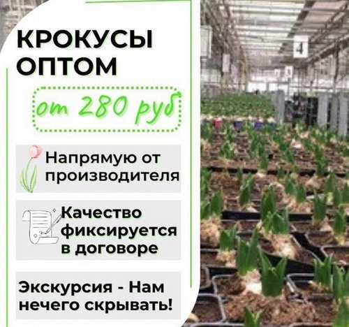 Оптовая продажа крокусов в больших объёмах