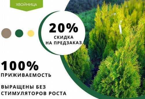 Туя Смарагд 1,8-2 м, брабант, колумна в ассортимен