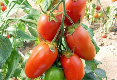 Рассада урожайного томата Ракета открытый грунт