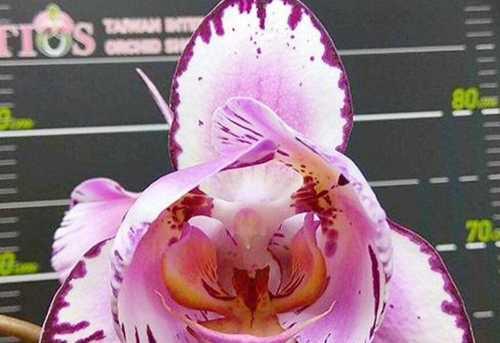 Орхидея фаленопсис подросток не цветёт 1.7