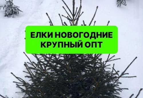 Елки новогодние Крупный опт из Вологодской обл