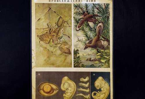 Плакат старинный 1952г Происхождение птиц эволюция