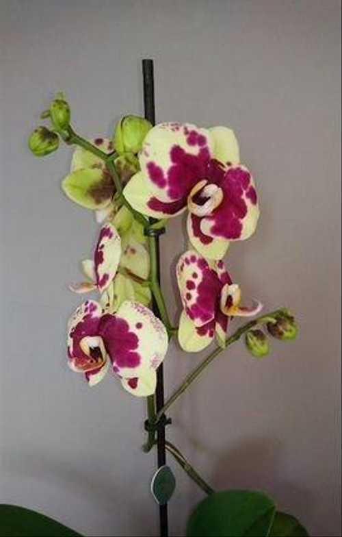 Орхидея фаленопсис Европа цветут