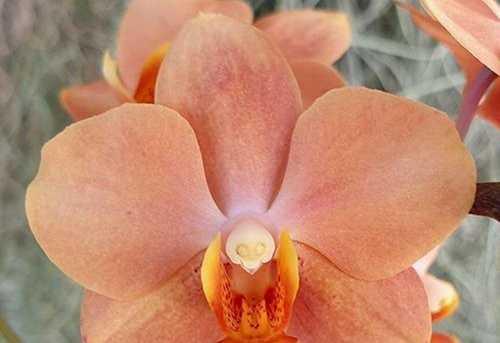 Орхидея Ascps. Irene Dobkin 'Elmhurst' HCC-AOS