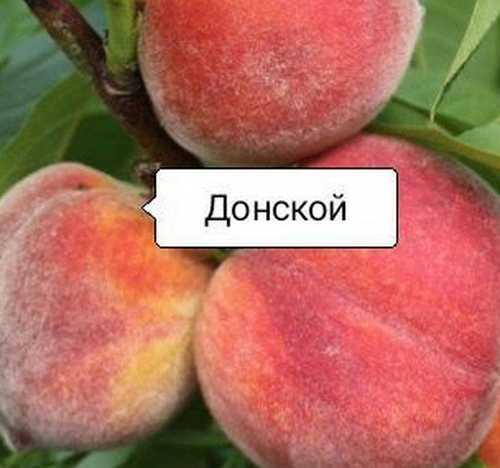 Саженцы персика окс и зкс