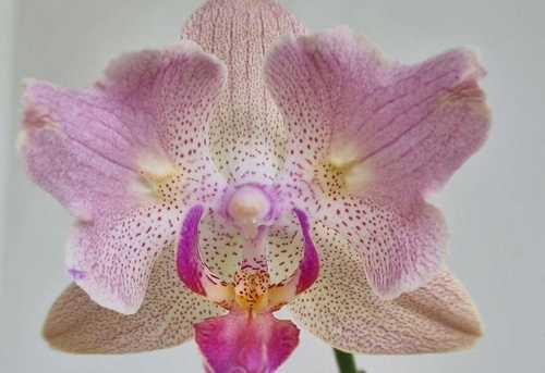Орхидея фаленопсис бабочка Chialin rainbow
