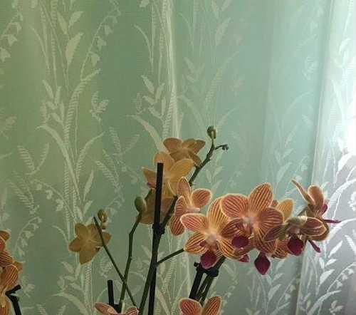 Орхидея мультифлора ароматная (детка)