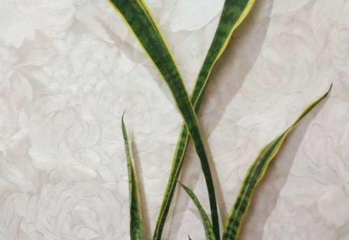 Сансевиерия лауренти высокая комнатные растения