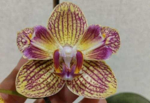 Орхидея фаленопсис Равелло бантик