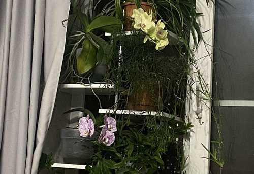 Подставка для цветов на подоконник. 140-145 см