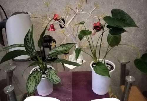 Аглаонема и Антуриум