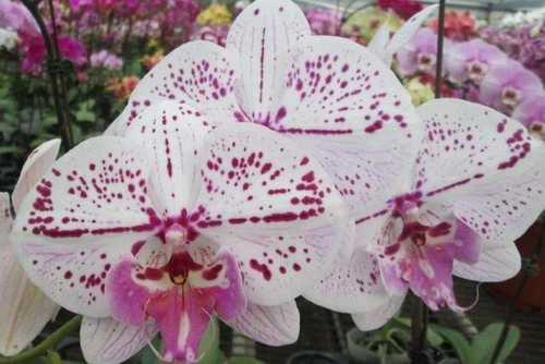 Орхидея фаленопсис набор