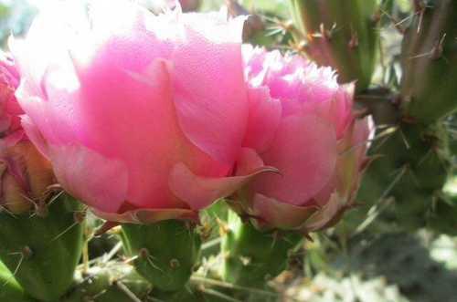 Кактус уличный морозостойкий Opuntia "Namao Rose"