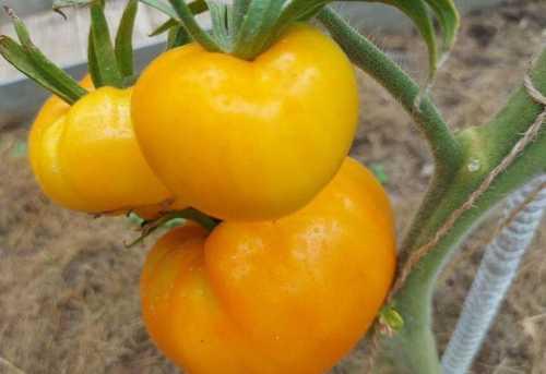 Семена сортовых томатов 2023 год