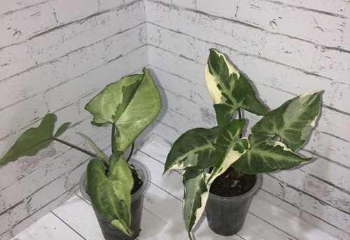Ароидные комнатные растения