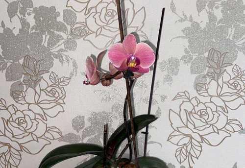 Орхидея фаленопсис Нарбона