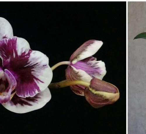 Орхидея фаленопсис Азия нецветущие