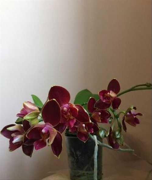 Орхидея фаленопсис пелорик Феникс (Phoenix)