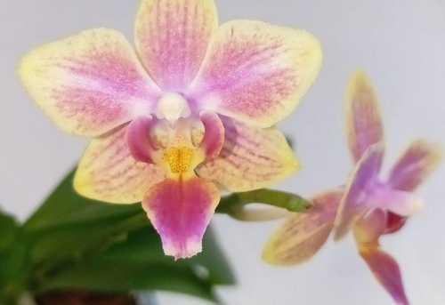 Орхидея фаленопсис ARK8