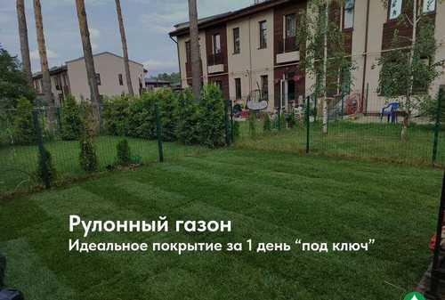 Газонная трава в рулонах