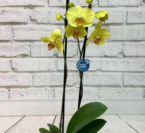 Орхидея фаленопсис цветущяя