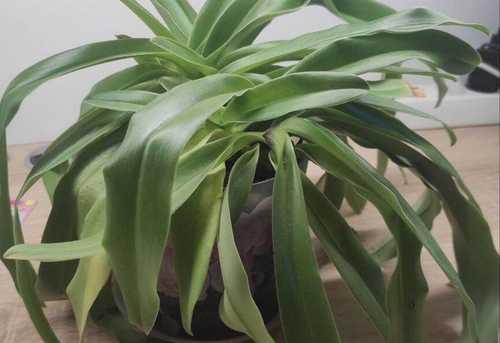Орхидея пафиопедилум американский гибрид