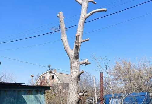 Грецкий орех 10 метров