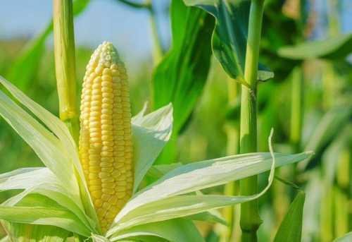 Семена гибрида кукурузы нр 271 мв