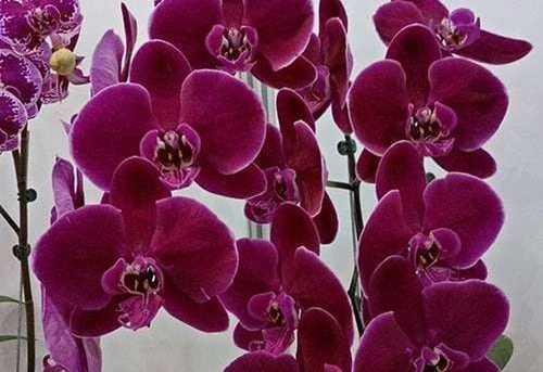 Орхидея фаленопсис Black Face (взрослое растение)