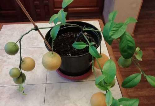 Мандариновое дерево с плодами