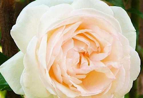 Саженцы розы плетистойПале Рояль