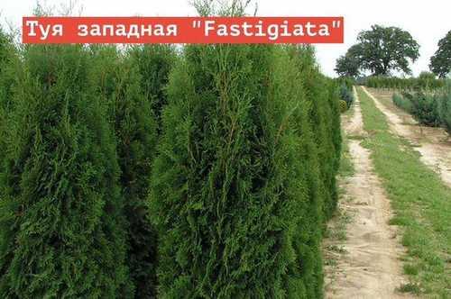 Туя западная Fastigiata /Ком 140-160 см
