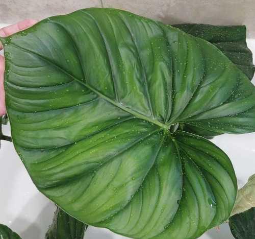 Филодендрон Колумбия / Philodendron colombia