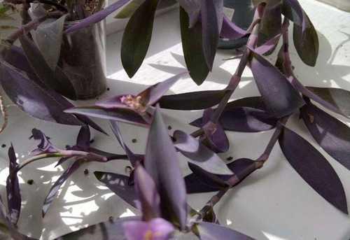 Сеткреазия пурпурная
