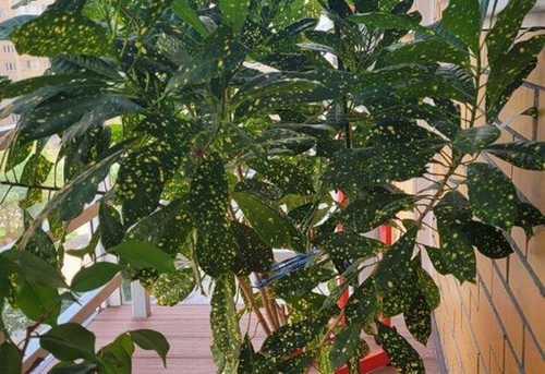 Кротон аукуба золотое дерево/цветы для офиса