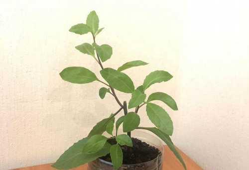 Джинура(растение)