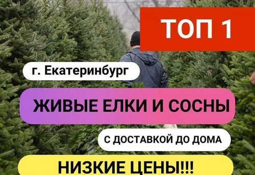 Живые елки и сосна с доставкой / Екатеринбург