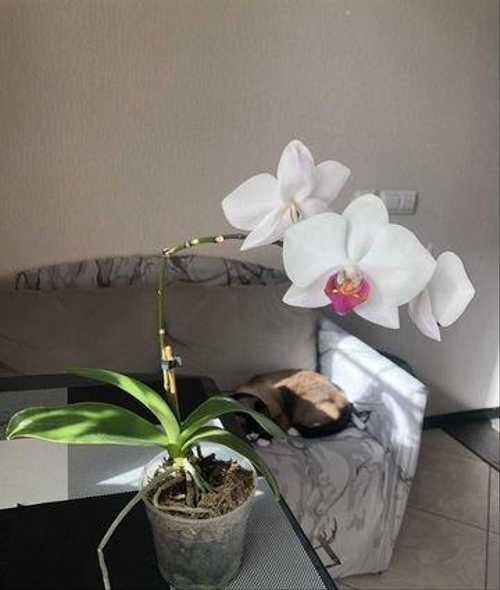 Орхидея фаленопсис Ред Липс