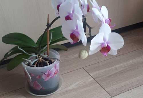 Орхидея фаленопсис продажа