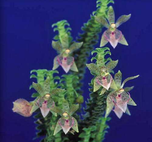 Dichaea pseudohystricina миниорхидея