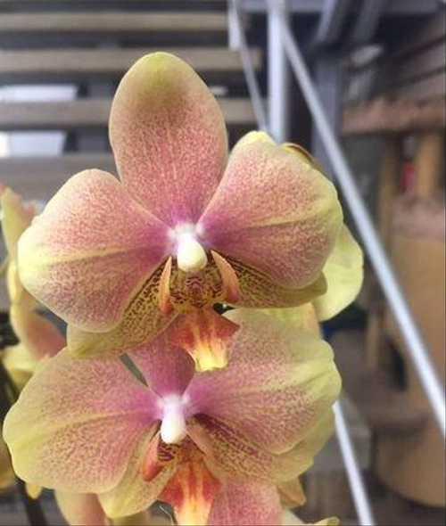 Орхидея фаленопсис Тестовый гибрид