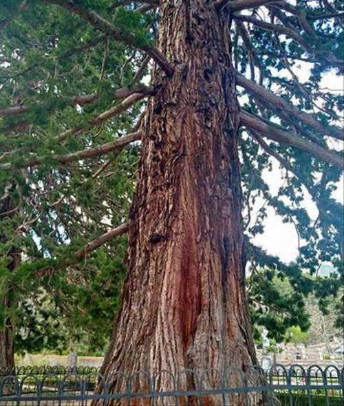 Секвойядендрон гигантеум (Мамонтово дерево)