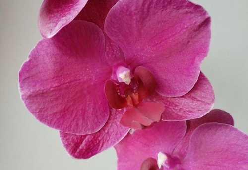 Орхидея фаленопсис Montreux