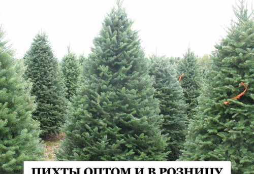 Ель в розницу 160см
