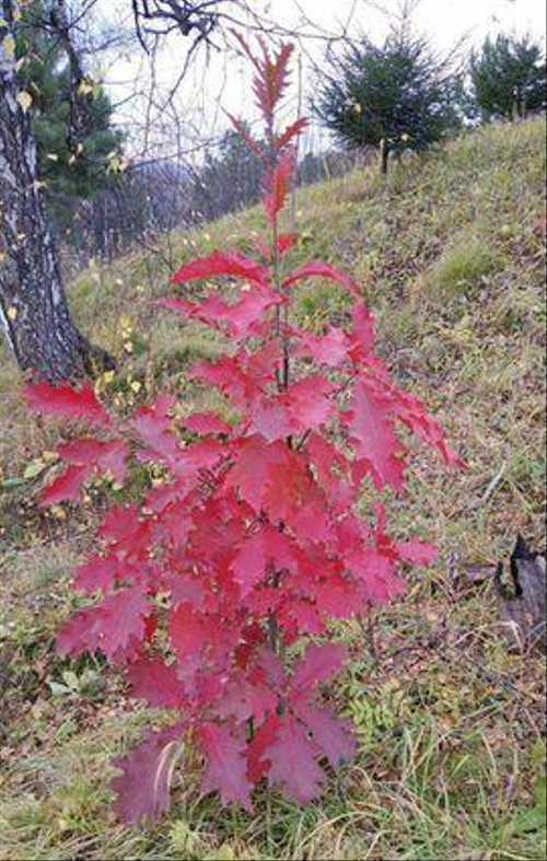 Красный канадский дуб