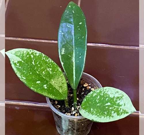 Хойя AH-074 (Carnosa Grey Ghost x pubicalyx)