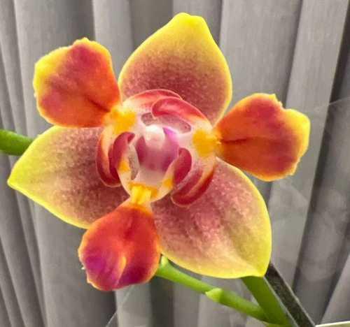 Орхидея фаленопсис